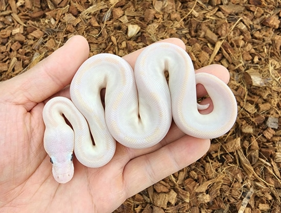 Bamboo Mojave Ball Python by Bobs Balls