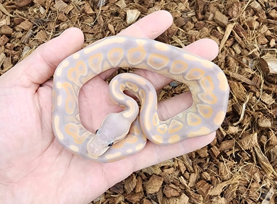 Black Pastel Banana Ball Python by Bobs Balls