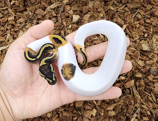 Pied Het Vpi Axanthic Ball Python by Bobs Balls