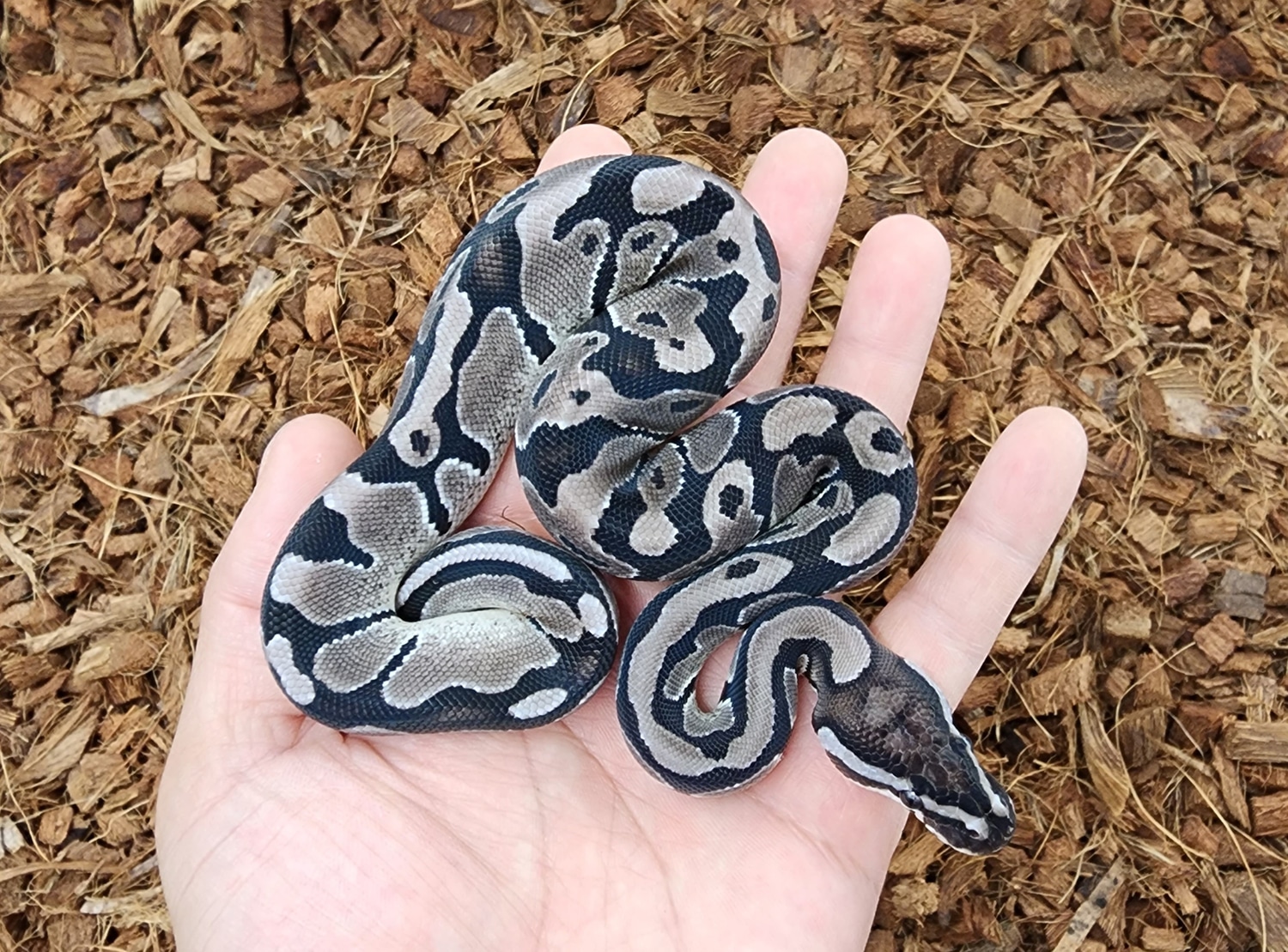 Vpi Axanthic Het Pied Ball Python by Bobs Balls - MorphMarket