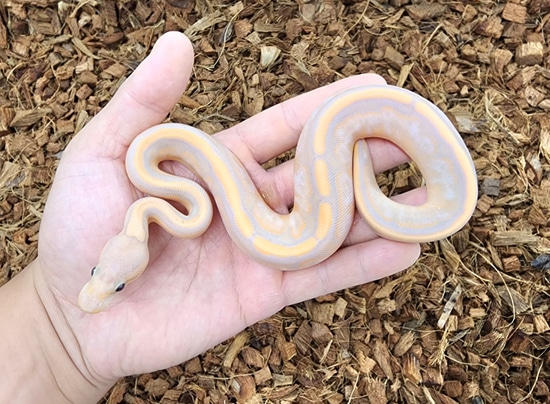Banana Cinnamon Calico Redstripe Ball Python by Bobs Balls
