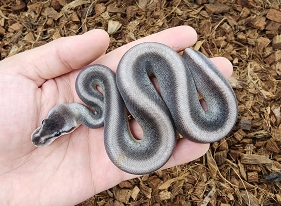 Black Pewter Pin Blackhead Het Desert Ghost Ball Python by Bobs Balls