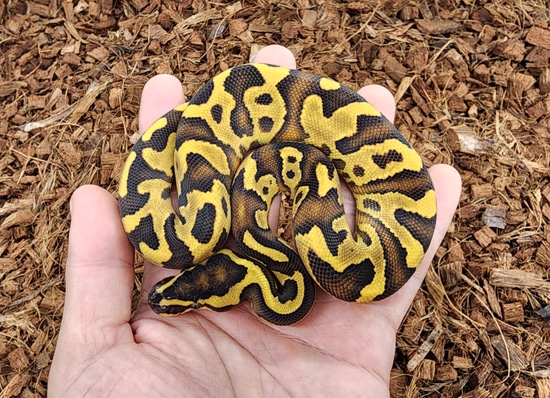 Leopard Fire Yb Mckenzie Ball Python by Bobs Balls