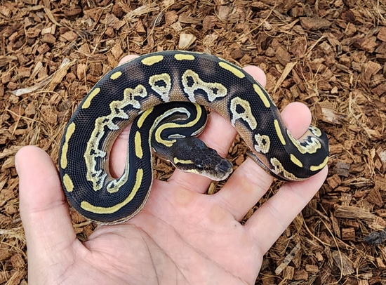 Blackhead Mojave Het Dg Ball Python by Bobs Balls
