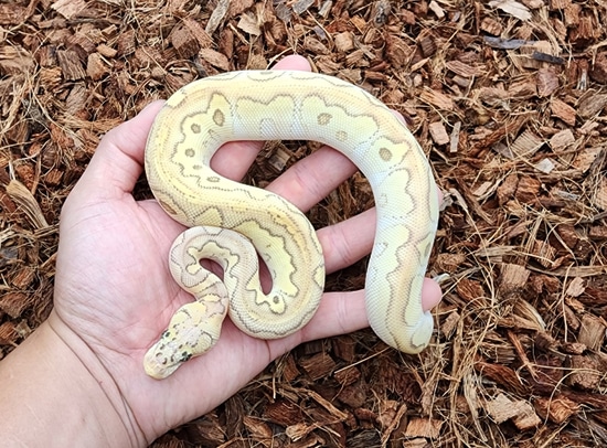 Pastel Lesser Hypo Clown Ball Python by Bobs Balls