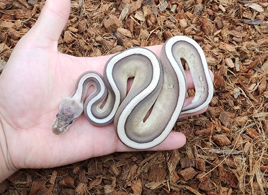 Cinnamon Cypress Redstripe Het Clown Ball Python by Bobs Balls