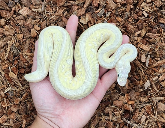 Lesser Leopard Redstripe Hypo Clown Super Pastel Ball Python by Bobs Balls