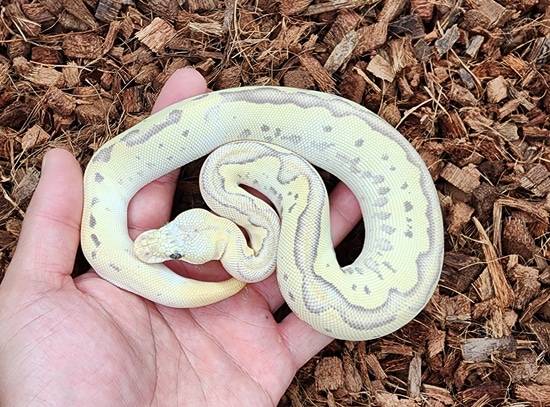 Od Mojave Fire Leopard Pastel Clown Ball Python by Bobs Balls