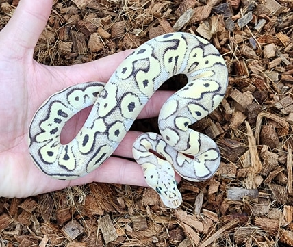 Ghi Confusion Ball Python by Bobs Balls - MorphMarket