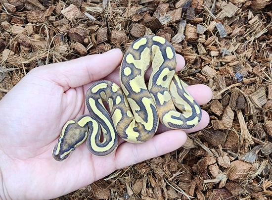 Enchi Mckenzie Fire Yb Het Pied Ball Python by Bobs Balls