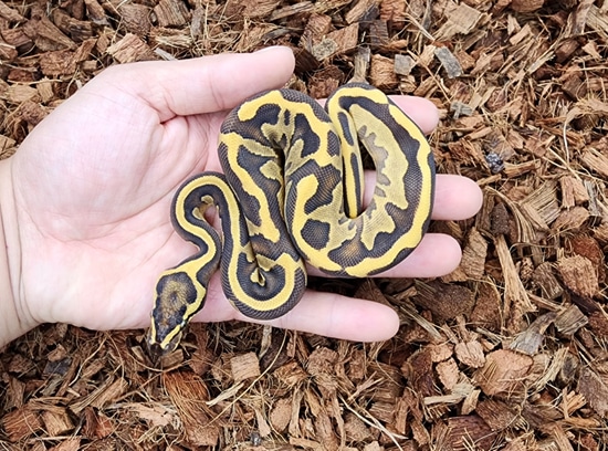 Leopard Enchi Yb Mckenzie Het Pied Ball Python by Bobs Balls