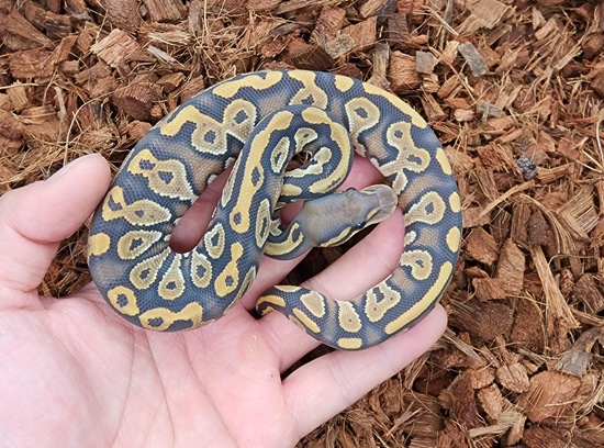 Hypo Blackhead Ball Python by Bobs Balls