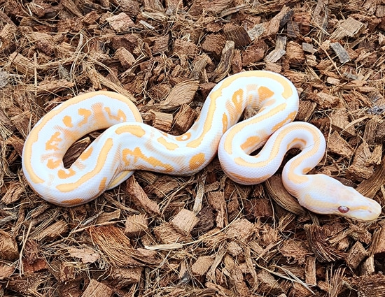 Od Yb Cinnamon Lavender Albino Ball Python by Bobs Balls
