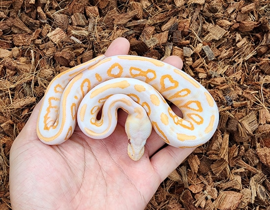 Od Cinnamon Lavender Albino Ball Python by Bobs Balls
