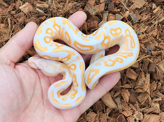 Cinnamon Yb Lavender Albino Ball Python by Bobs Balls