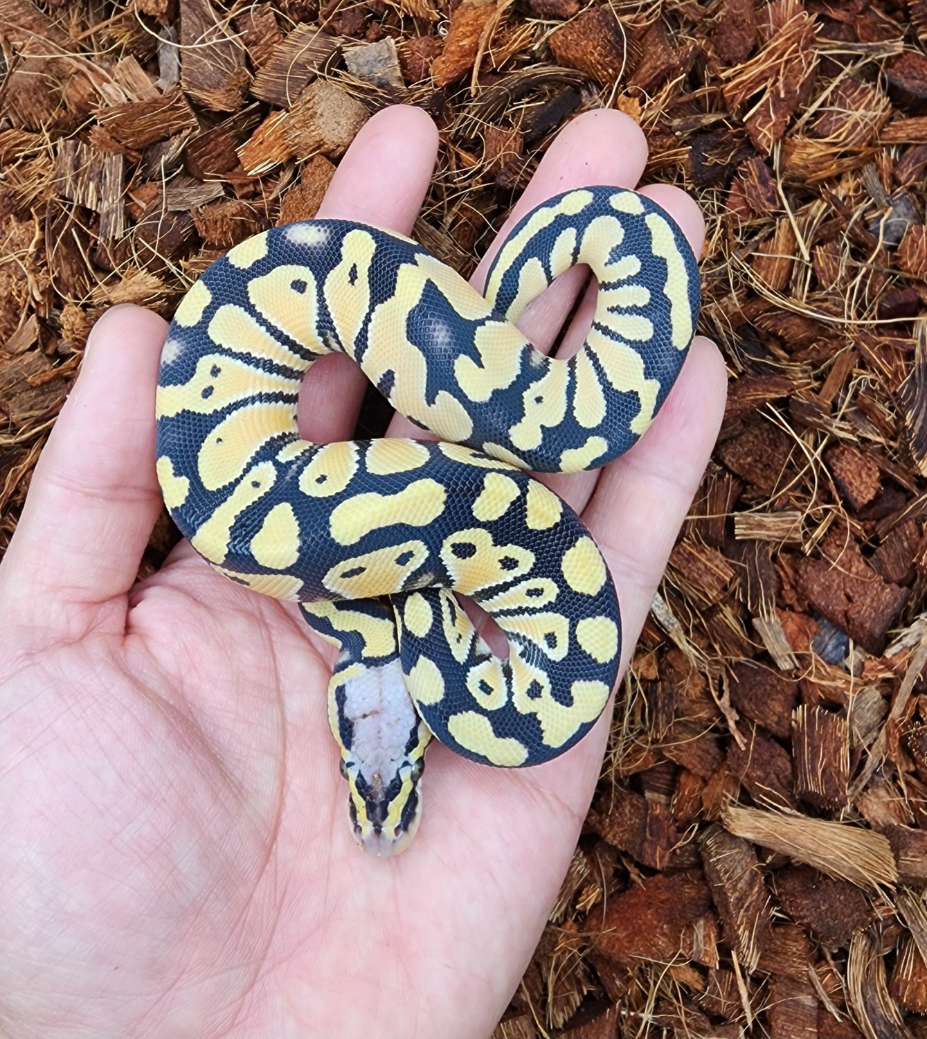 Pastel Dg Het Clown Ball Python by Bobs Balls - MorphMarket