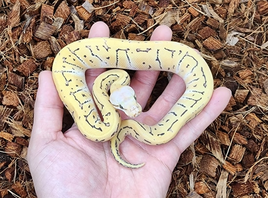 Lemonblast Dg Cryptic Ball Python by Bobs Balls
