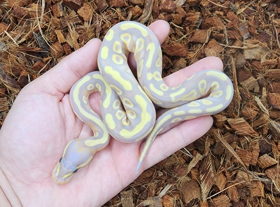 Banana Mojave Yb Ball Python by Bobs Balls