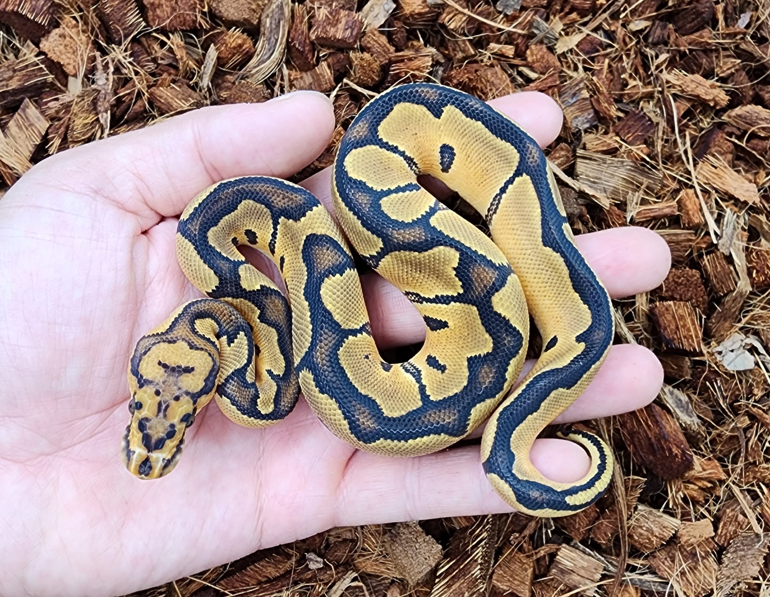 Vanilla Yb Clown Ball Python by Bobs Balls - MorphMarket
