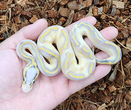 Black Pastel Redstripe Dg Clown Ball Python by Bobs Balls - MorphMarket