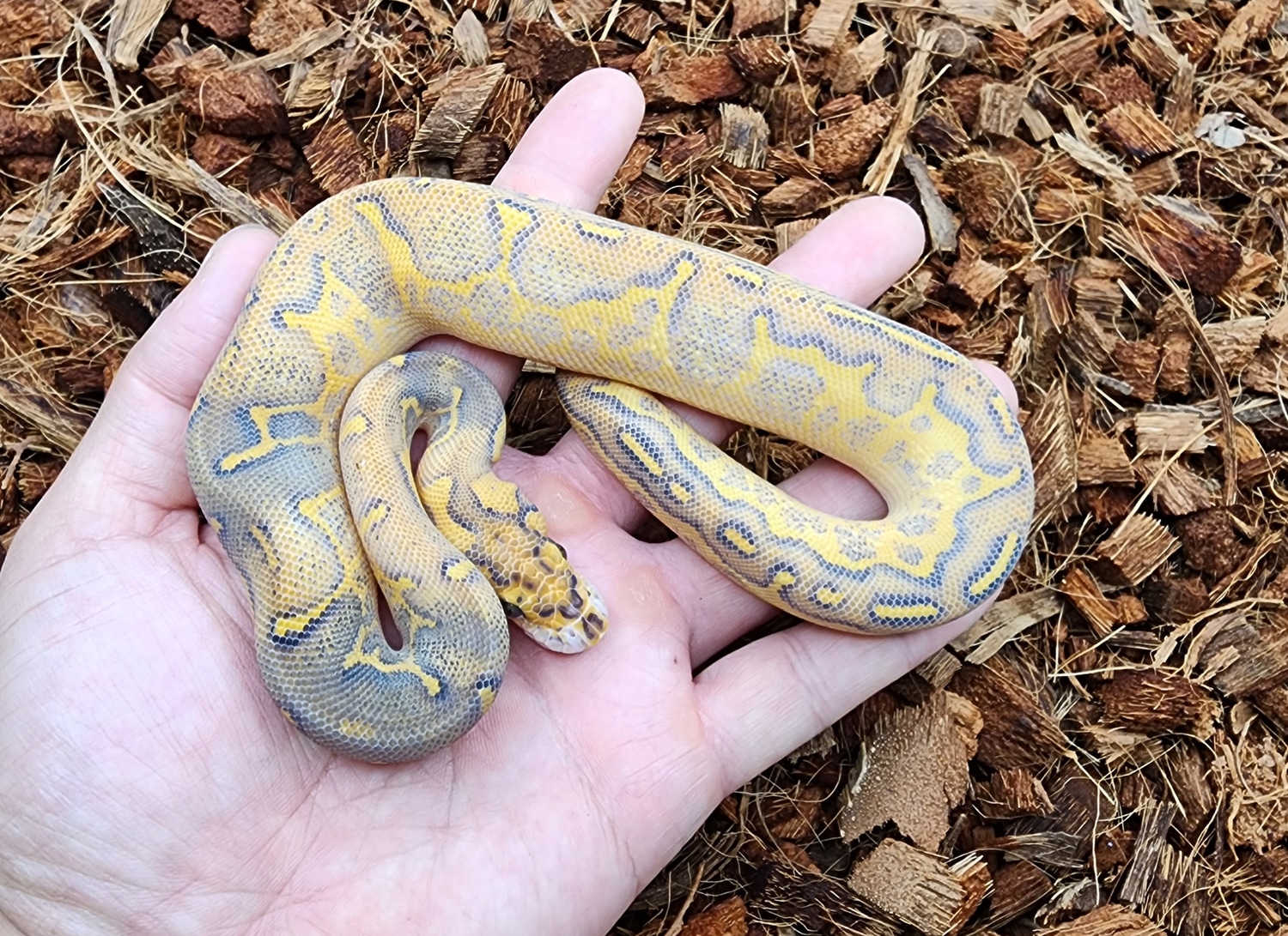 Fire Highway Clown Ball Python by Bobs Balls - MorphMarket