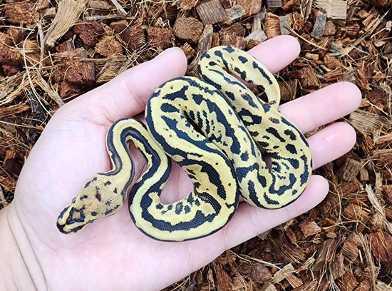 Leopard Spotnose Fire Yb Het Clown Ball Python by Bobs Balls