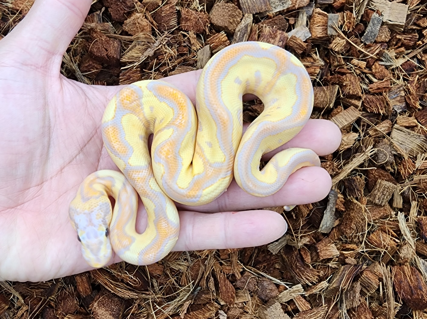 Banana Fire Clown Ball Python by Bobs Balls - MorphMarket