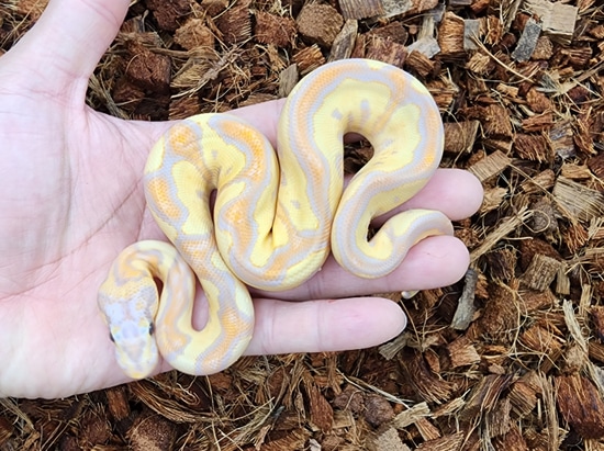 Banana Fire Clown Ball Python by Bobs Balls