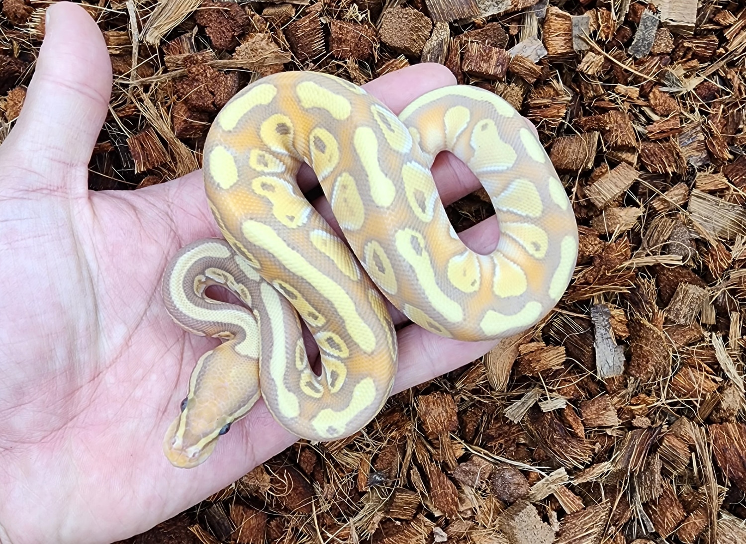 Lesser Banana Het Sunset 66% Ph Clown Ball Python by Bobs Balls ...