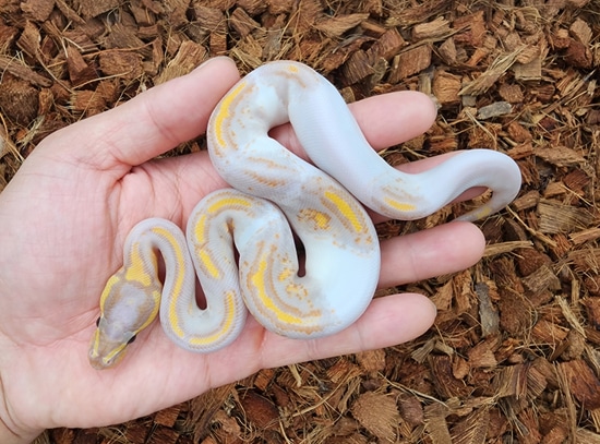 Yb Calico Banana Pied Ball Python by Bobs Balls