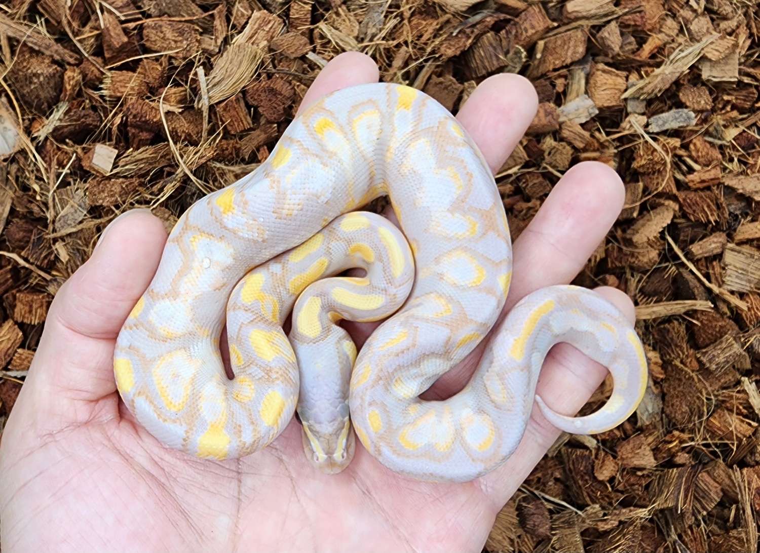 Banana Calico Yb Het Pied Ball Python by Bobs Balls - MorphMarket