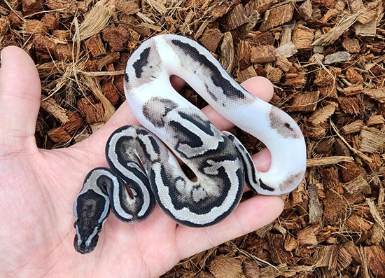 Vpi Axanthic Pied Ball Python by Bobs Balls