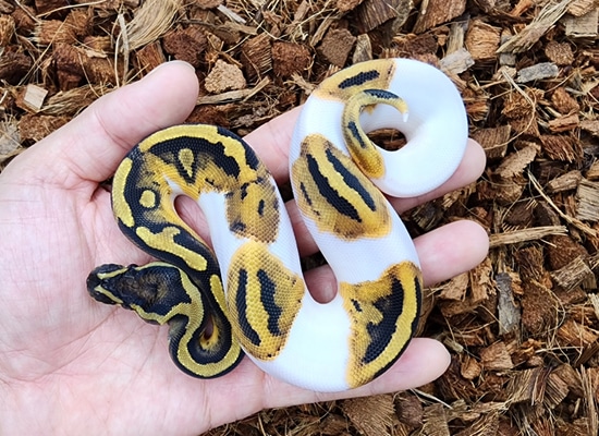 Pied Het Vpi Axanthic Ball Python by Bobs Balls