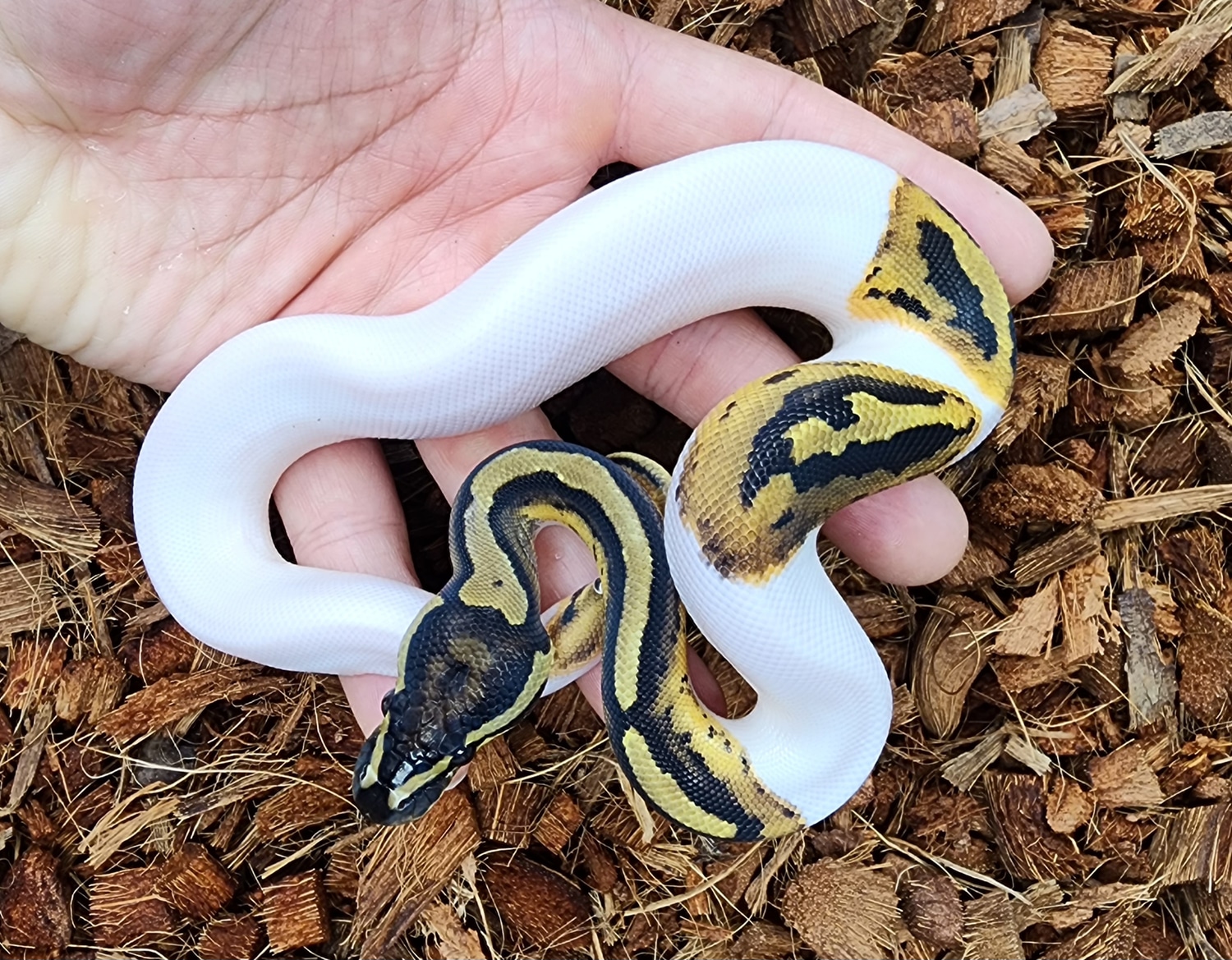 Pied Het Vpi Axanthic Ball Python by Bobs Balls - MorphMarket