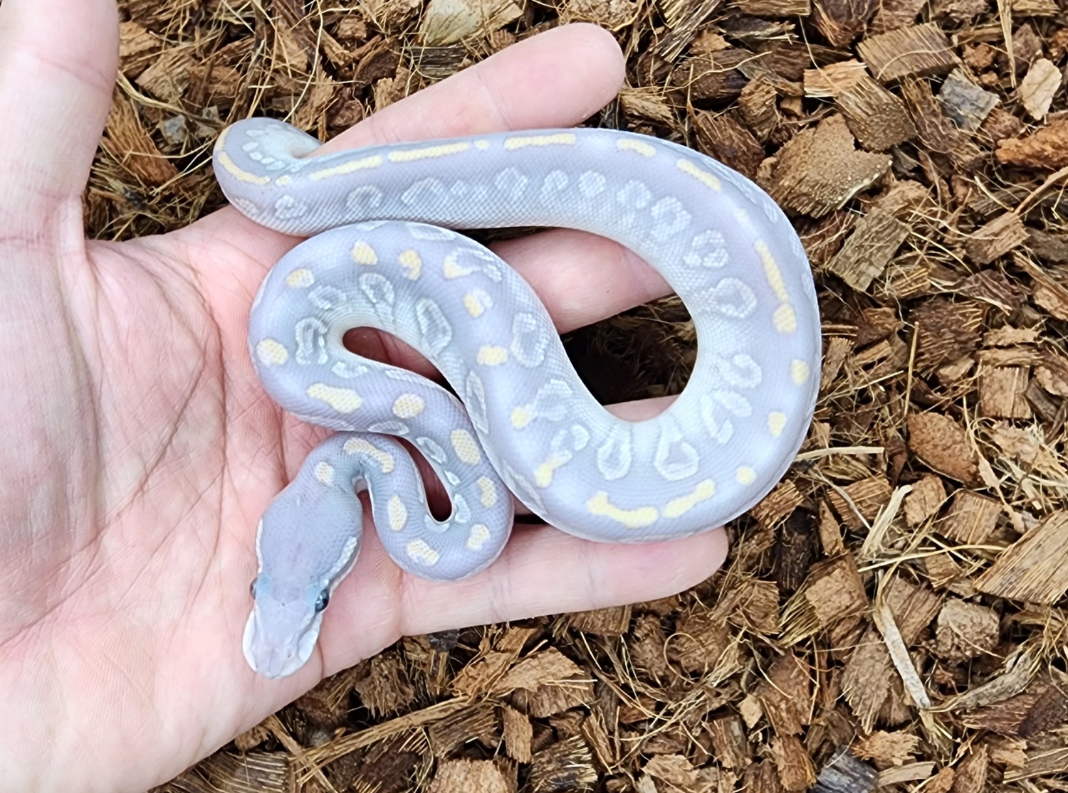 Super Phantom Hypo Ball Python by Bobs Balls - MorphMarket