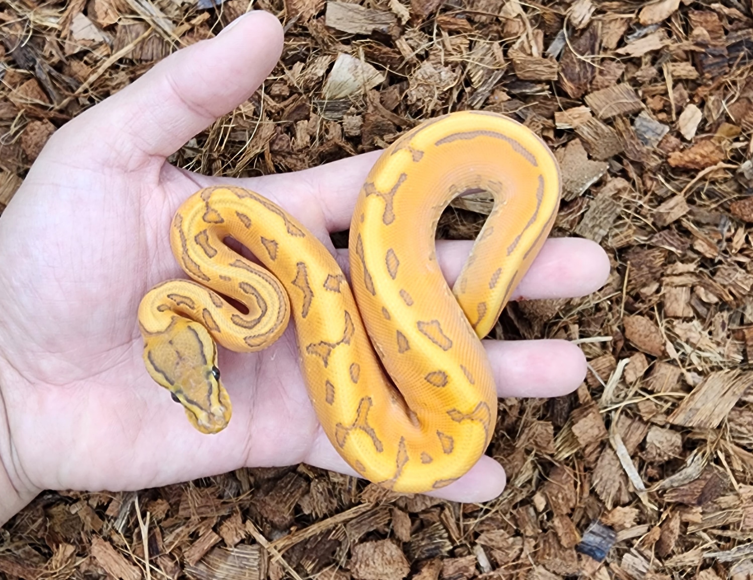 Od Black Pastel Enchi Pin Yb Hypo Ball Python by Bobs Balls - MorphMarket