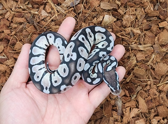 Pastel Vpi Axanthic Het Dg Ball Python by Bobs Balls