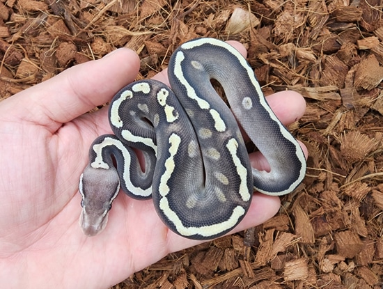 Pastel Mojave Ghi Cinny Het Dg Ball Python by Bobs Balls