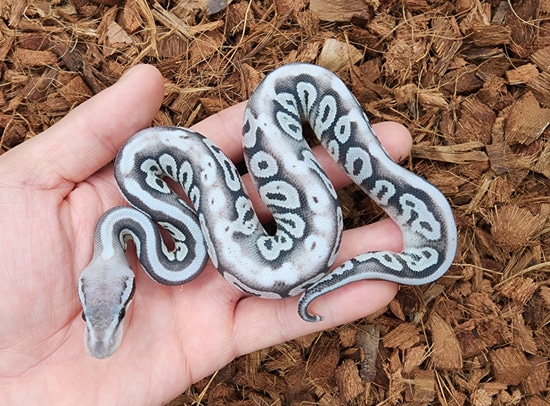 Black Pewter Vpi Axanthic Dg Ball Python by Bobs Balls