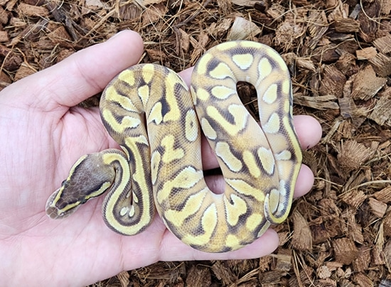Pastel Mojave Enchi Het Dg Ball Python by Bobs Balls