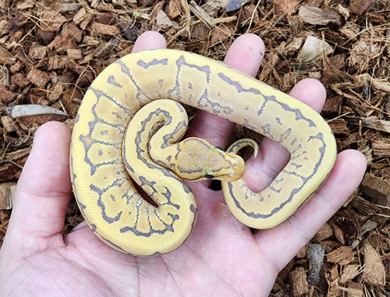 Hypo Dg Pin Yb Ball Python by Bobs Balls