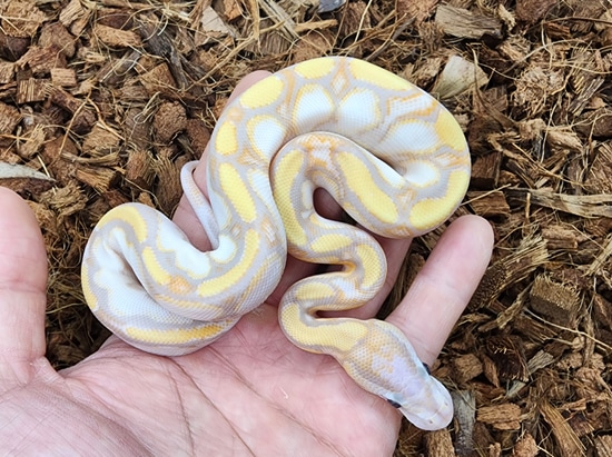 Banana Redstripe Calico Fire Od Enchi Ball Python by Bobs Balls