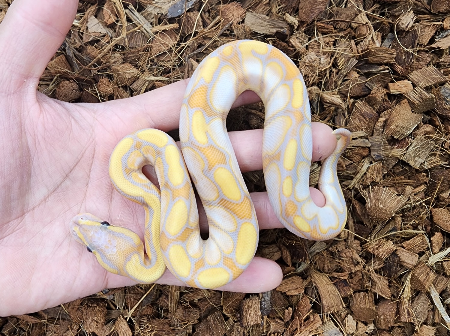 Banana Enchi Calico Rs Yb Ball Python by Bobs Balls - MorphMarket