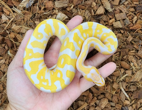 Enchi Leopard Candino Ball Python by Bobs Balls