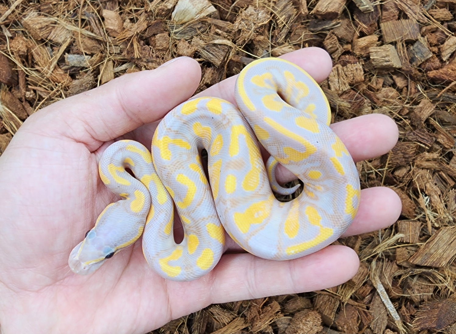 Banana Chocolate Yb Het Pied Ball Python by Bobs Balls - MorphMarket