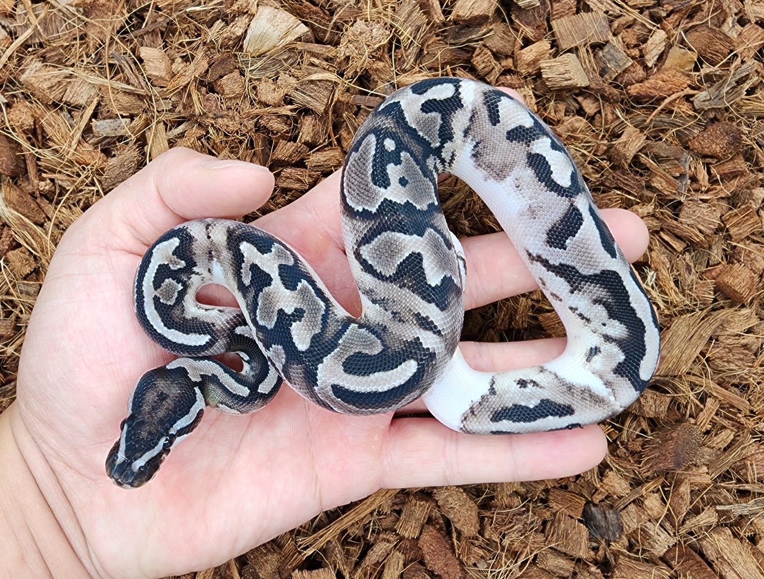 Vpi Axanthic Pied Ball Python by Bobs Balls - MorphMarket