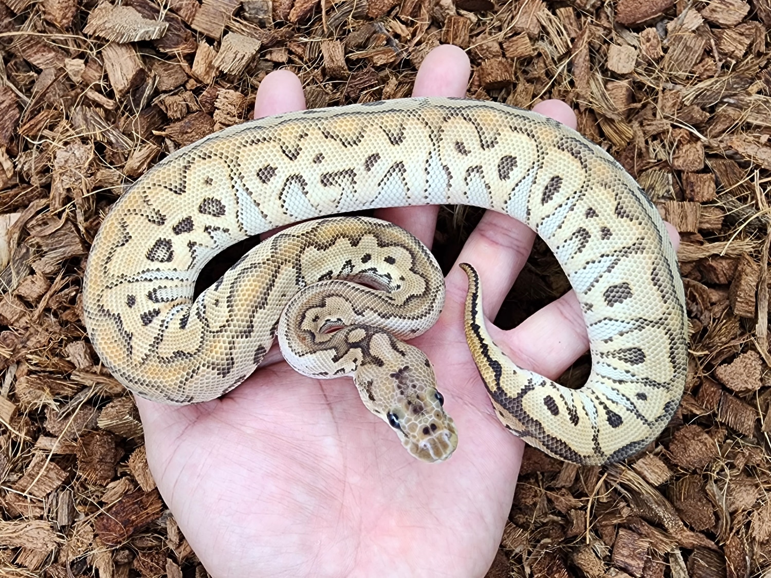 Black Pastel Mystic Spotnose Clown Ball Python by Bobs Balls - MorphMarket