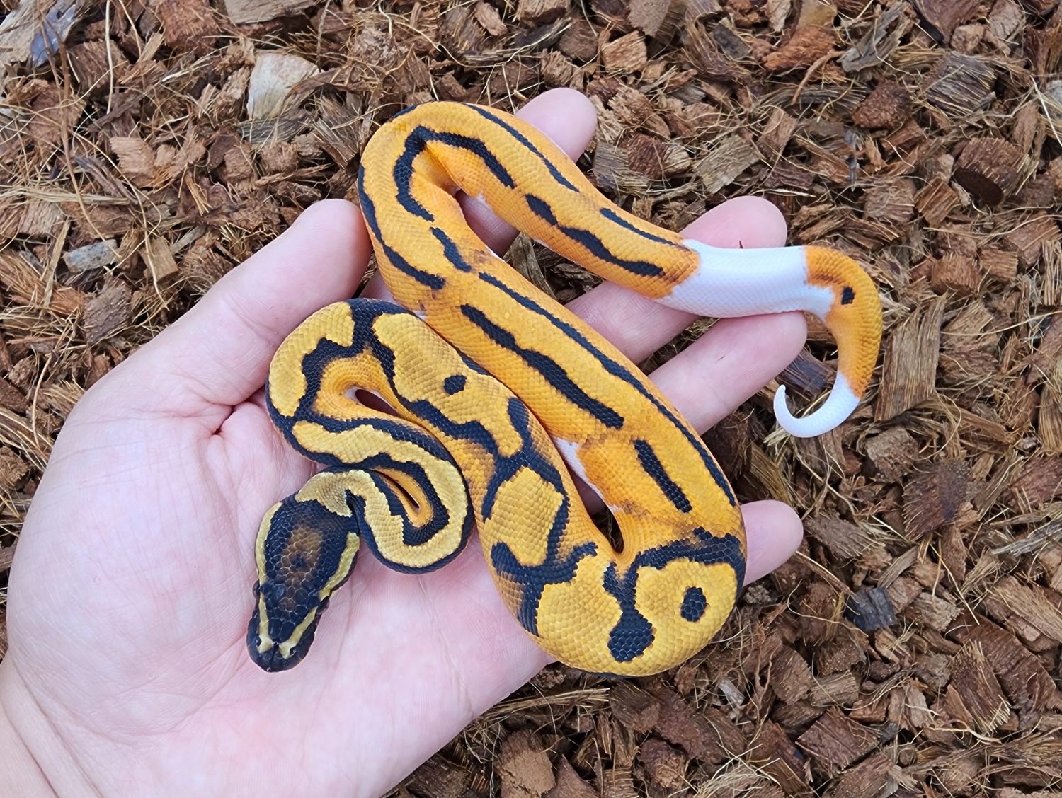 Super Od Pied Ball Python by Bobs Balls - MorphMarket