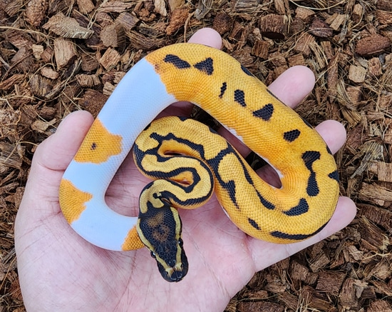 Super Od Pied Ball Python by Bobs Balls