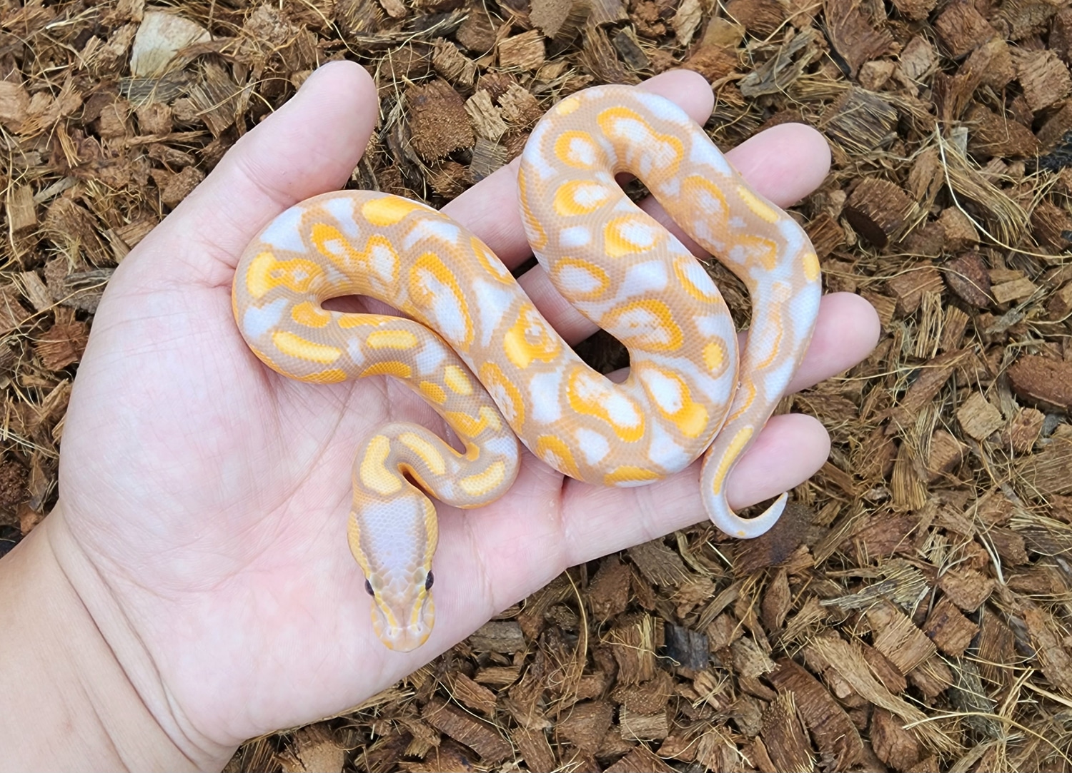Banana Enchi Cinny Calico Od Yb Ball Python by Bobs Balls - MorphMarket